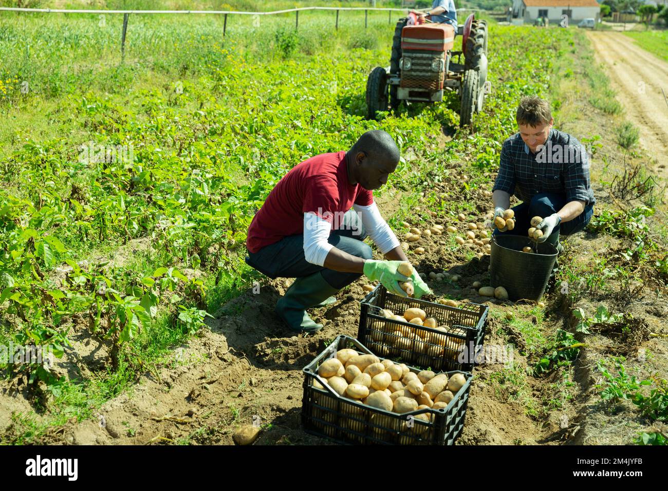Male farmers picking potatoes Stock Photo - Alamy