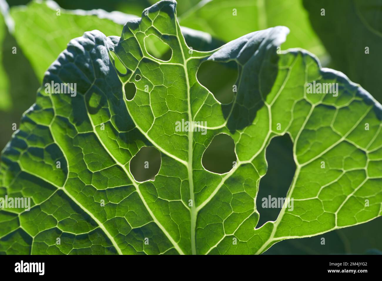 Close-up view of bite marks on a kale leaf Stock Photo - Alamy