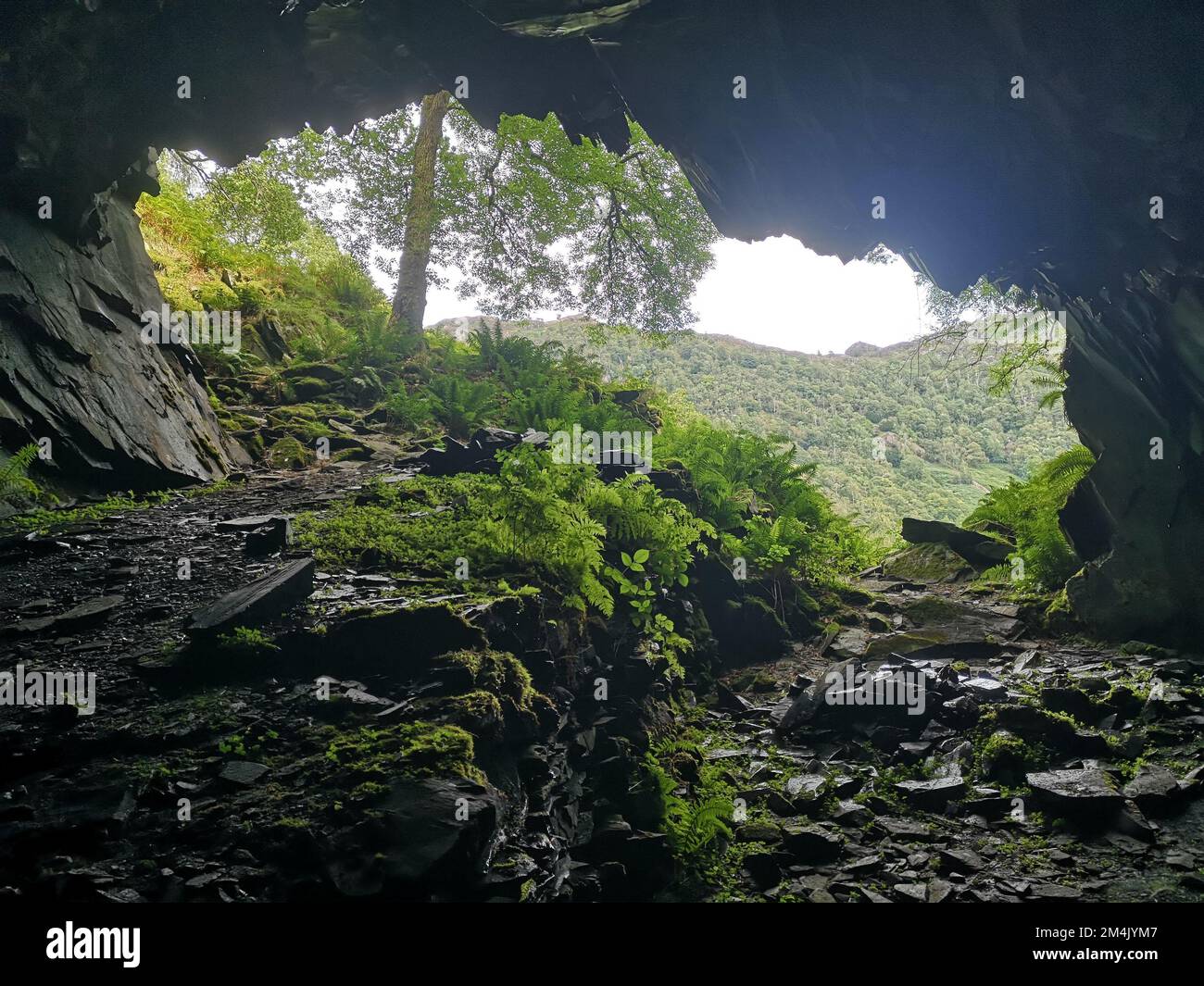 A scenic view of a green landscape seen from the cave in a forest in ...