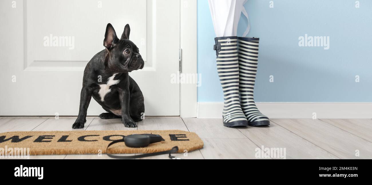Cute funny dog sitting near door in hallway Stock Photo - Alamy