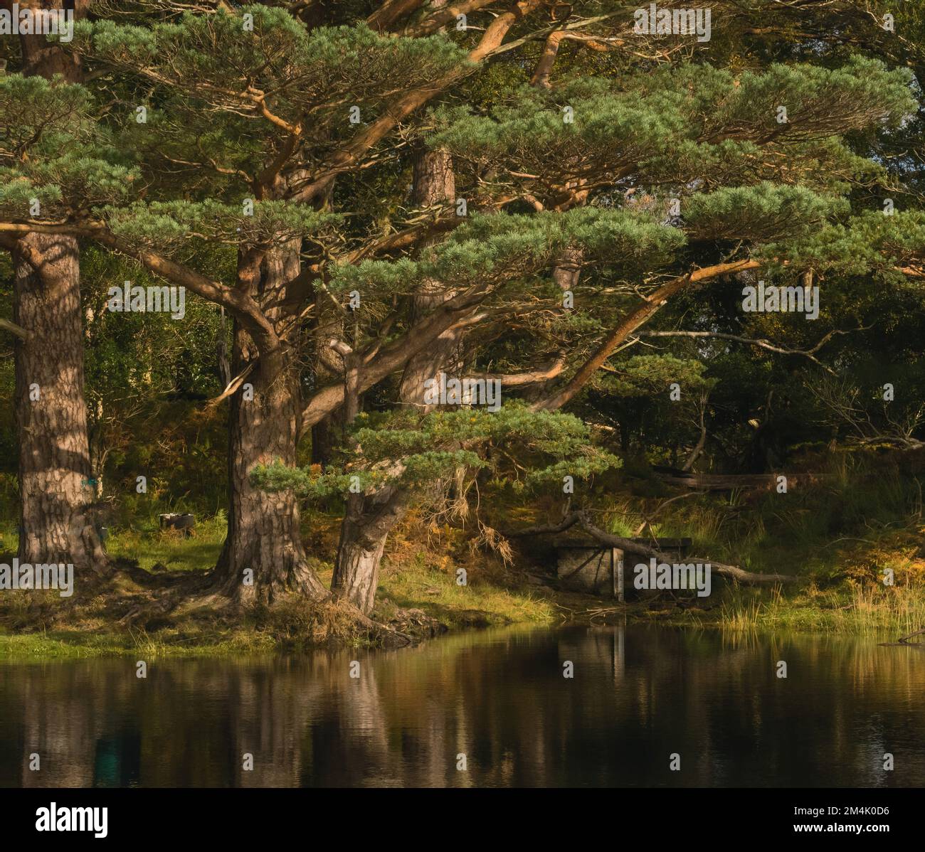 Pine tree in the water hi-res stock photography and images - Alamy