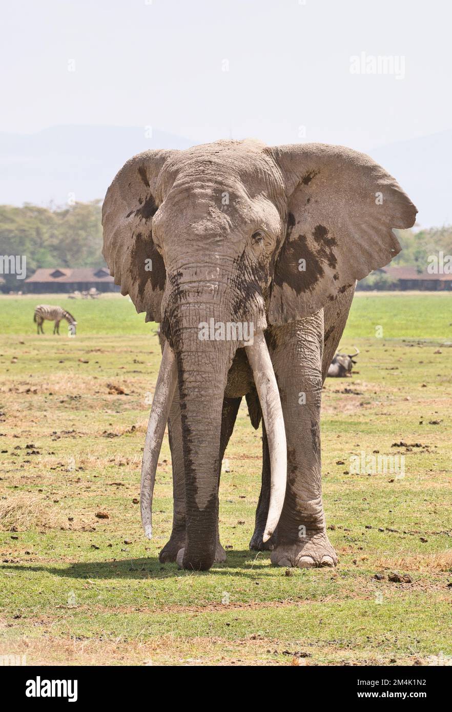 Male African elephant (Loxodonta africana) standing in front of the now ...