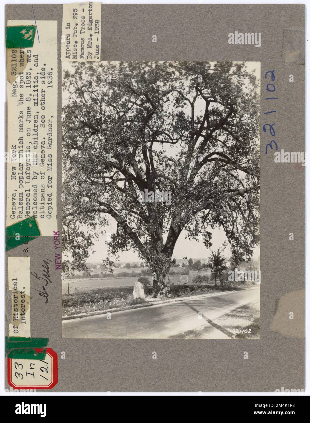 Historical Trees - District of Columbia. Photographs Relating to ...