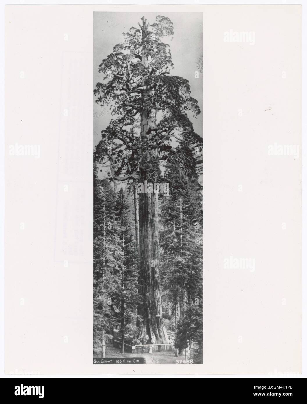 Historical Trees - California. Photographs Relating to National Forests ...