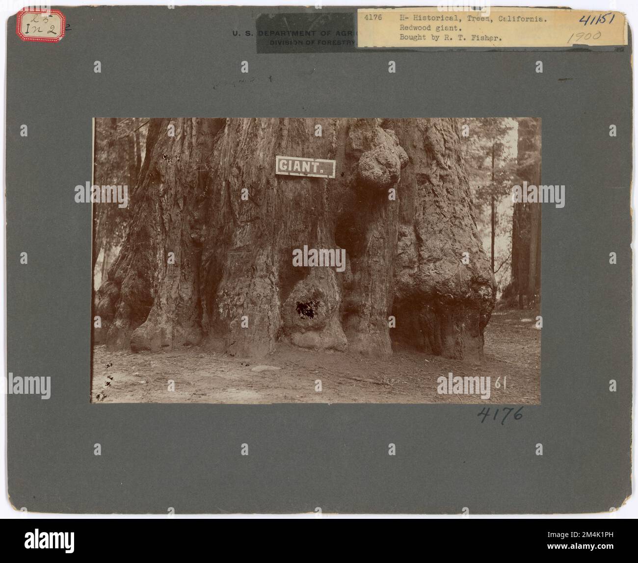 Historical Trees - California. Photographs Relating to National Forests ...