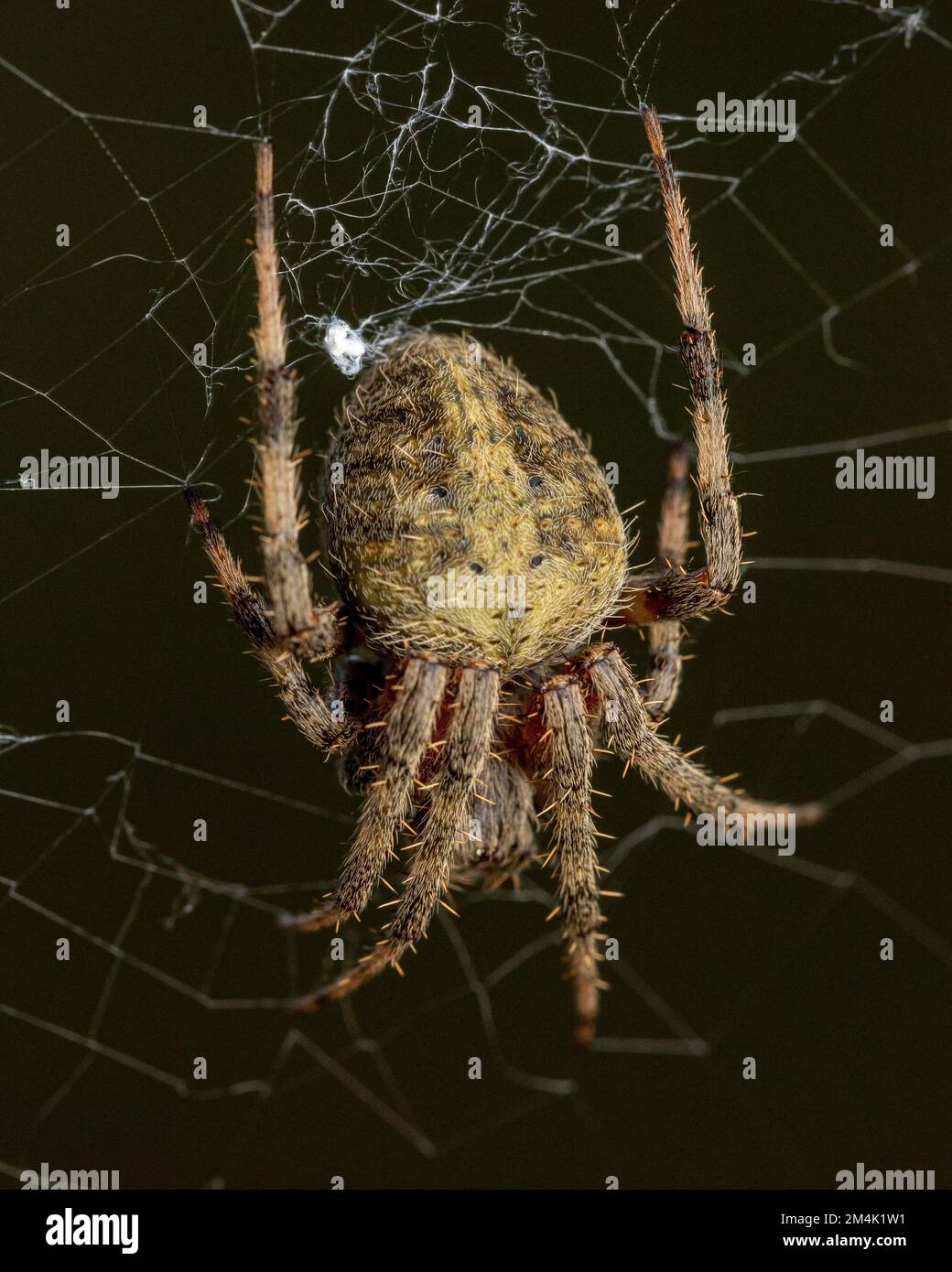 Orb Weaver spider closeup in web Stock Photo - Alamy