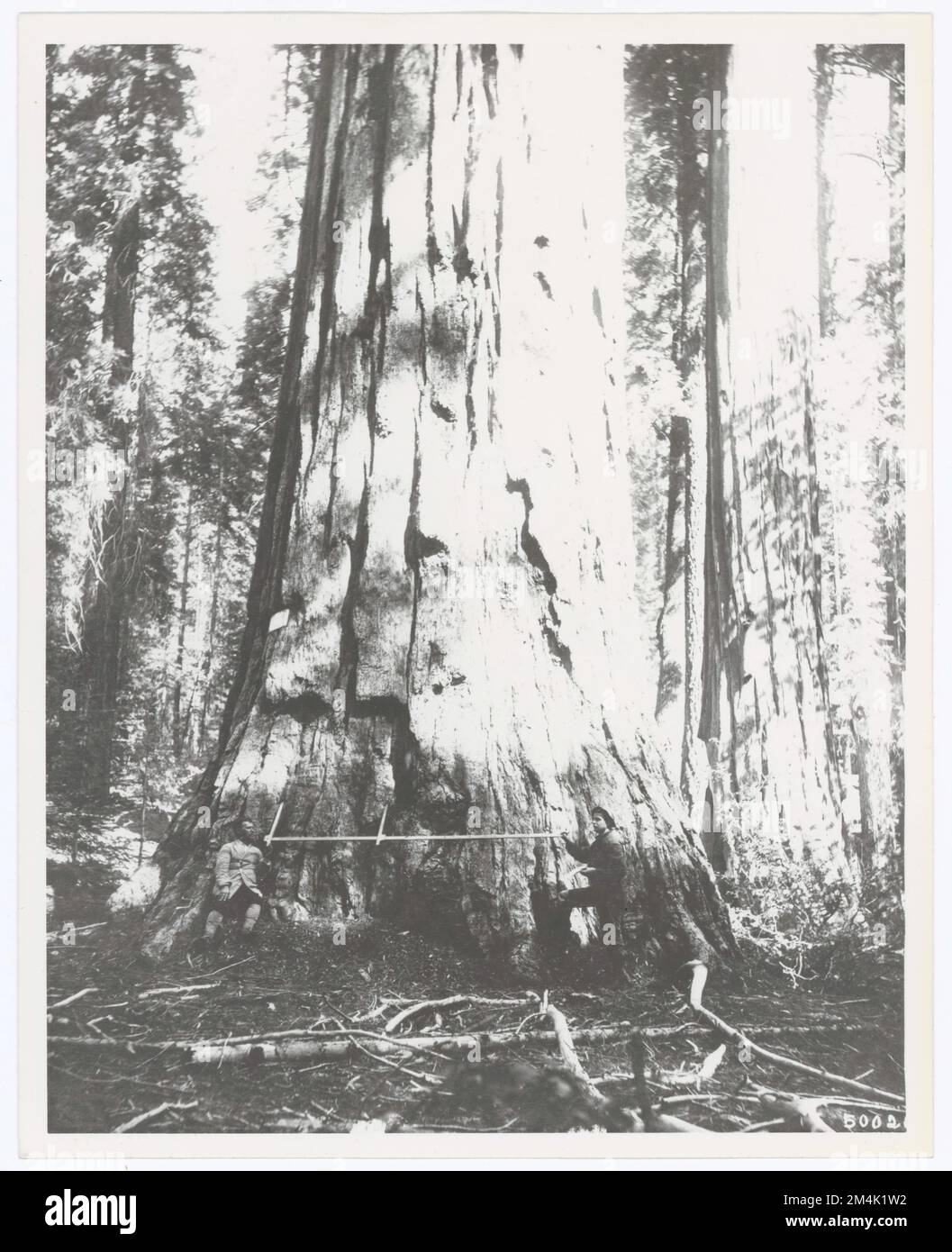 Historical Trees - California. Photographs Relating to National Forests ...