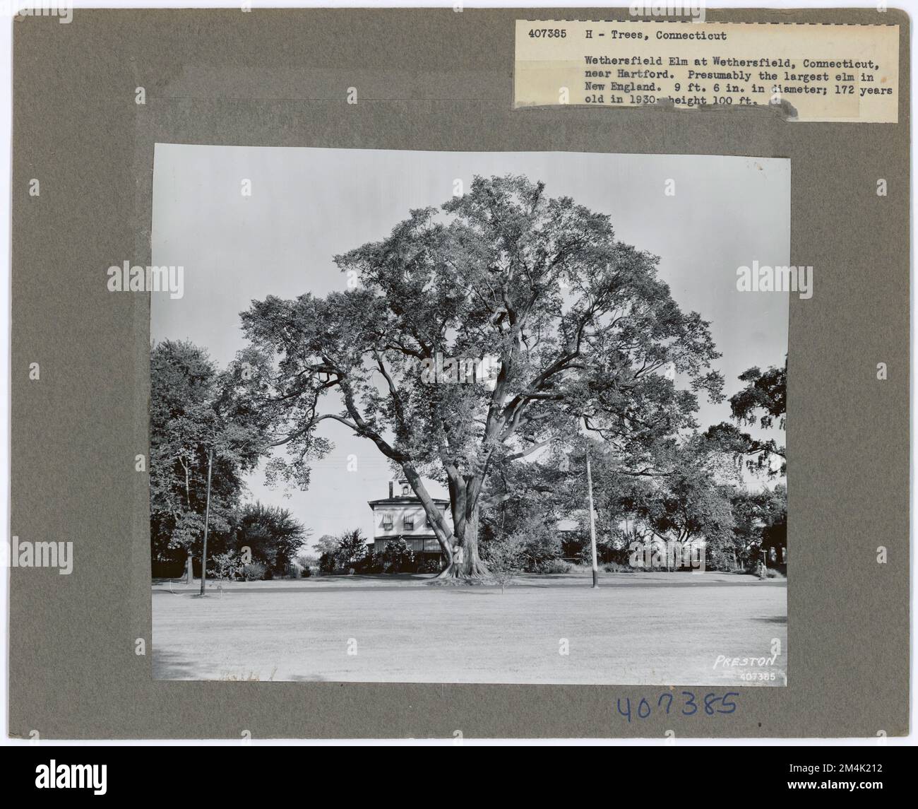 Historical Trees - Connecticut. Photographs Relating to National ...