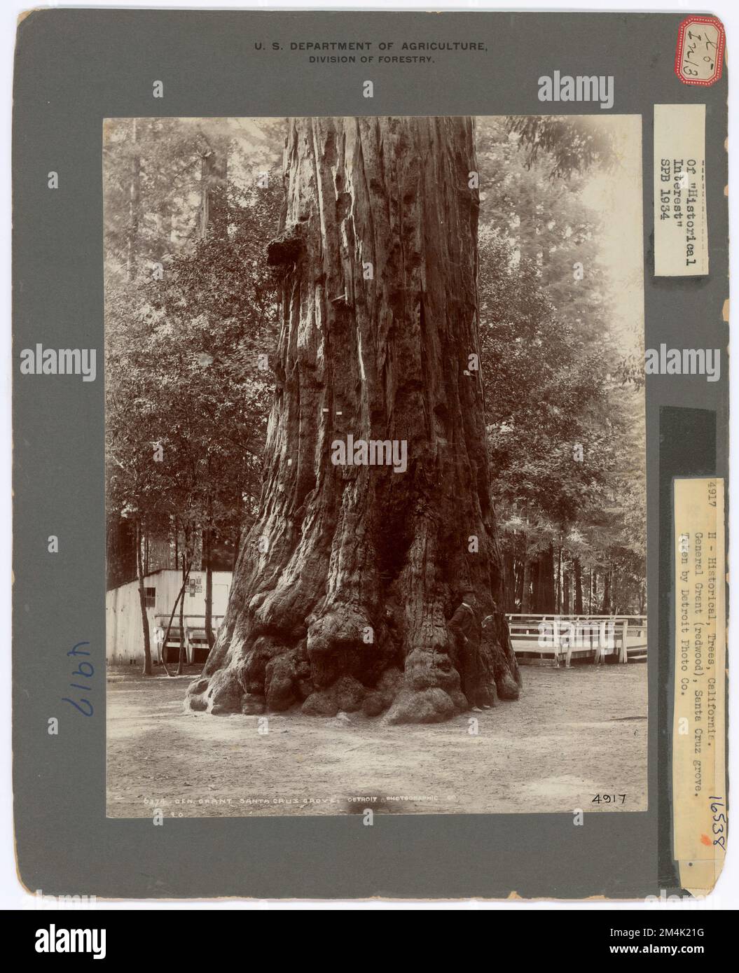 Historical Trees - California. Photographs Relating to National Forests ...
