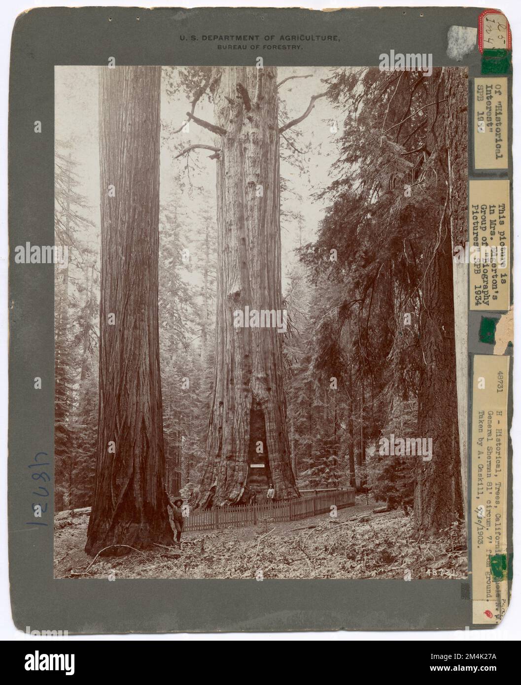Historical Trees - California. Photographs Relating to National Forests ...