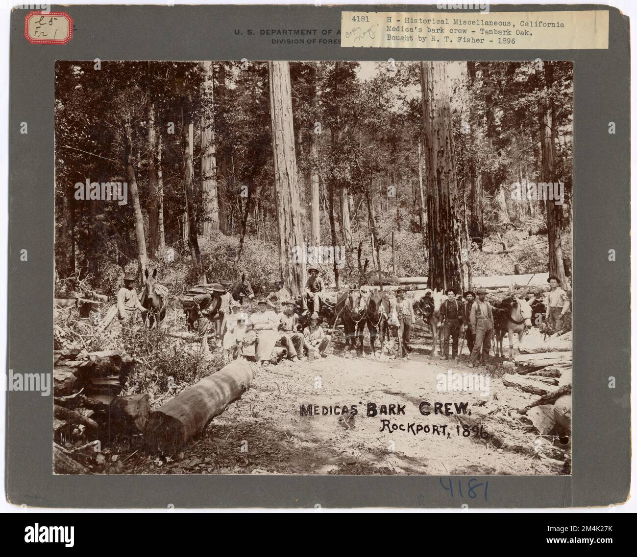 Historical Trees - California. Photographs Relating to National Forests ...