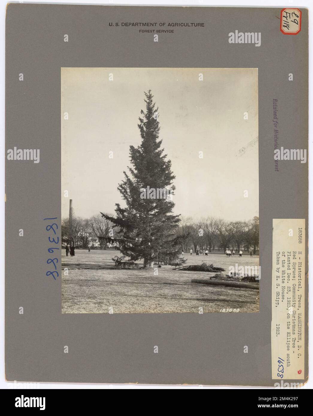 Historical Trees - District of Columbia. Photographs Relating to ...