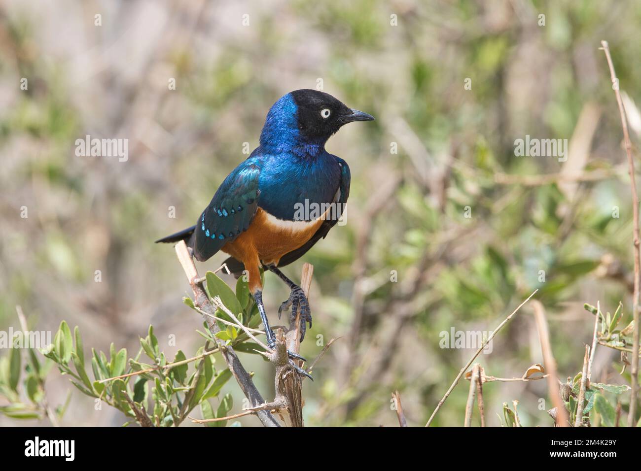 Superb starling (Lamprotornis superbus Stock Photo - Alamy