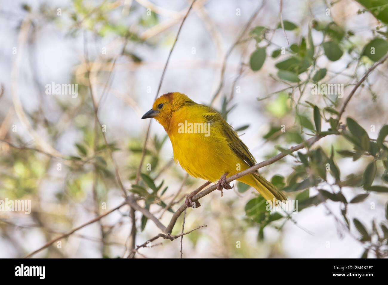 Taveta golden weaver (Ploceus castaneiceps) in Amboseli National Park ...