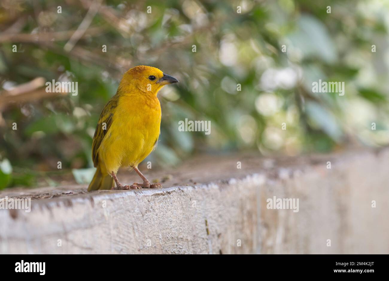 Taveta golden weaver (Ploceus castaneiceps) in Amboseli National Park ...
