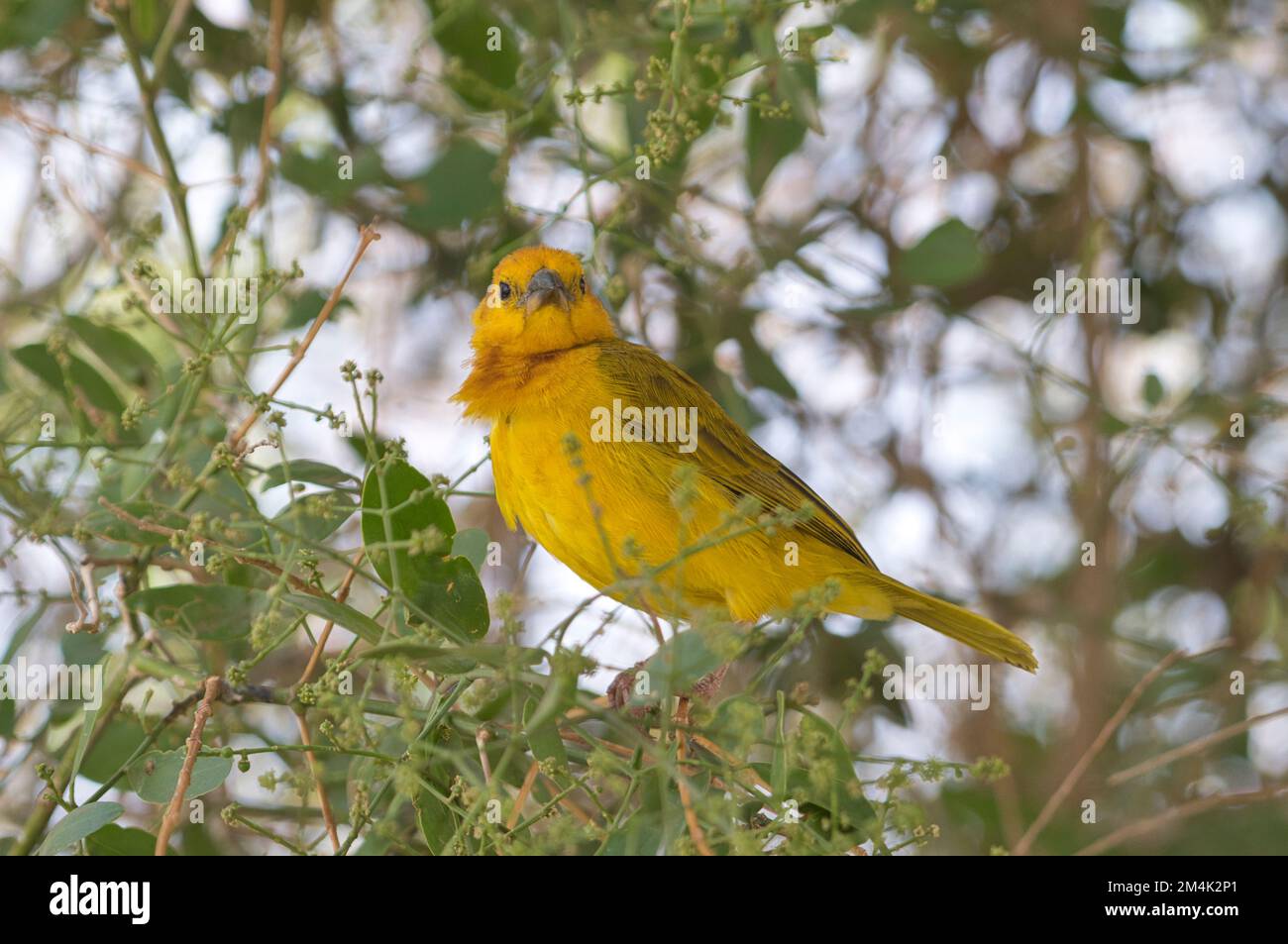 Golden weaver hi-res stock photography and images - Alamy