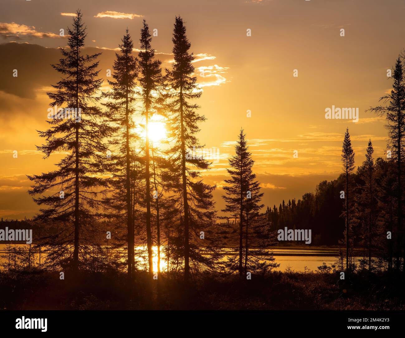 The sun and the dusk trees with beautiful scenery hi-res stock ...