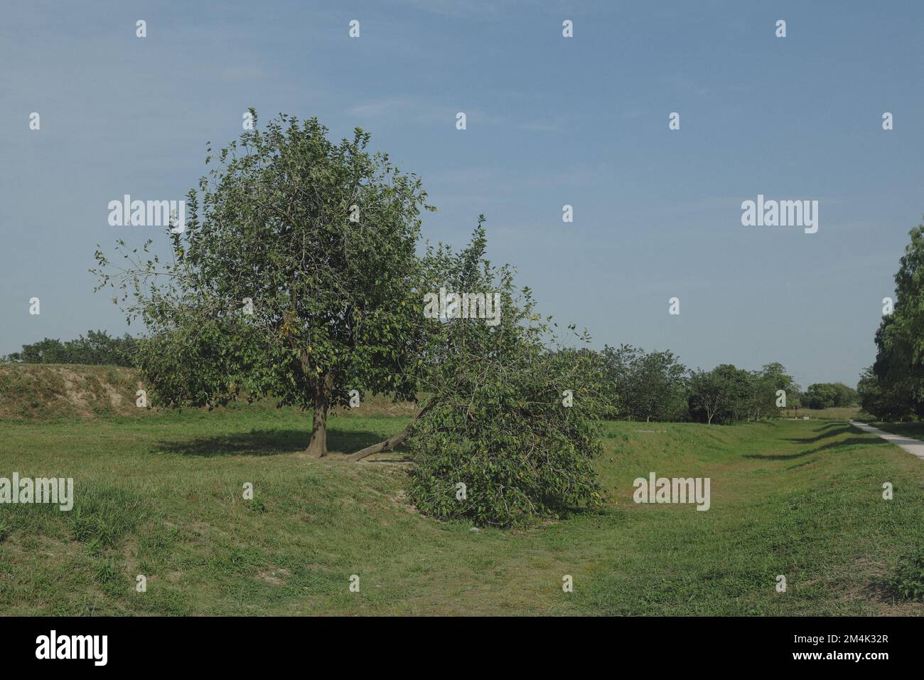 A green valley with a big leafy tree with two trunks one of which is ...