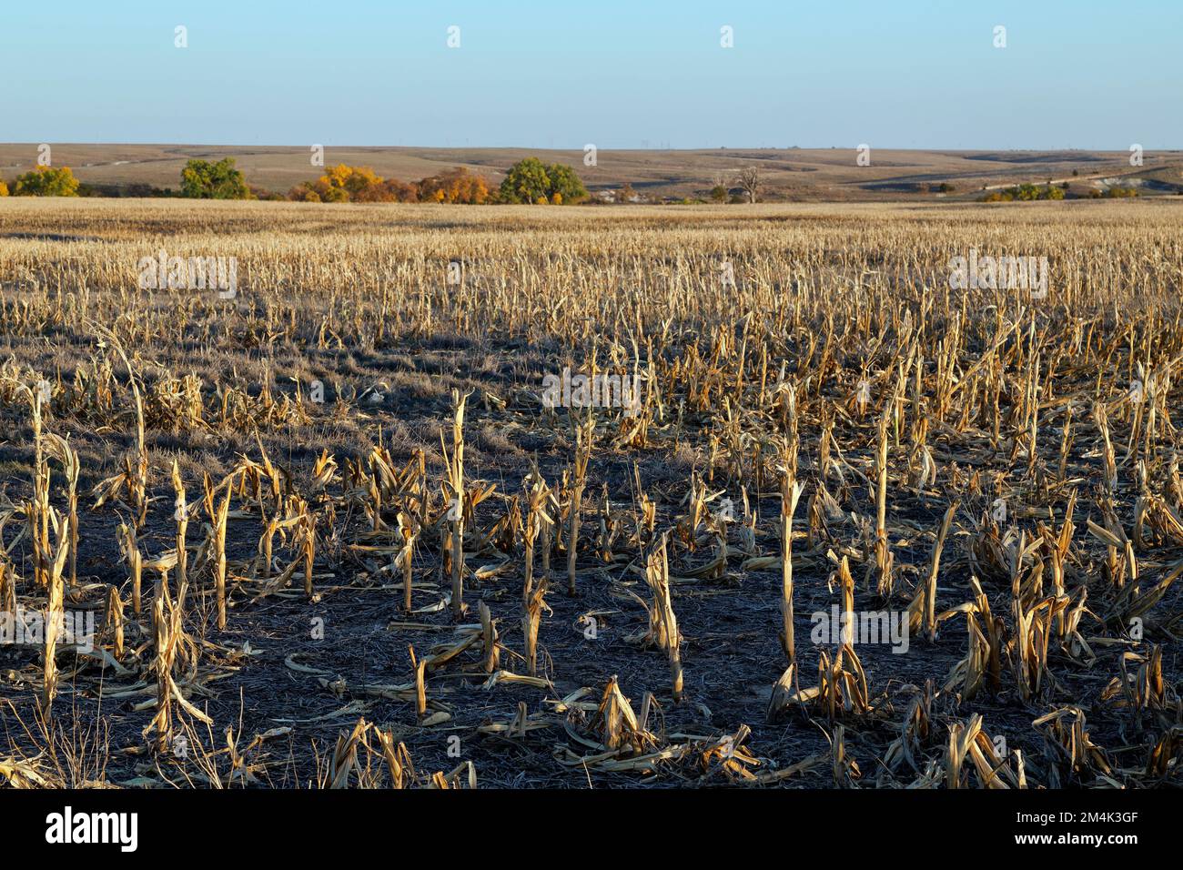 Corn crop farming hi-res stock photography and images - Alamy