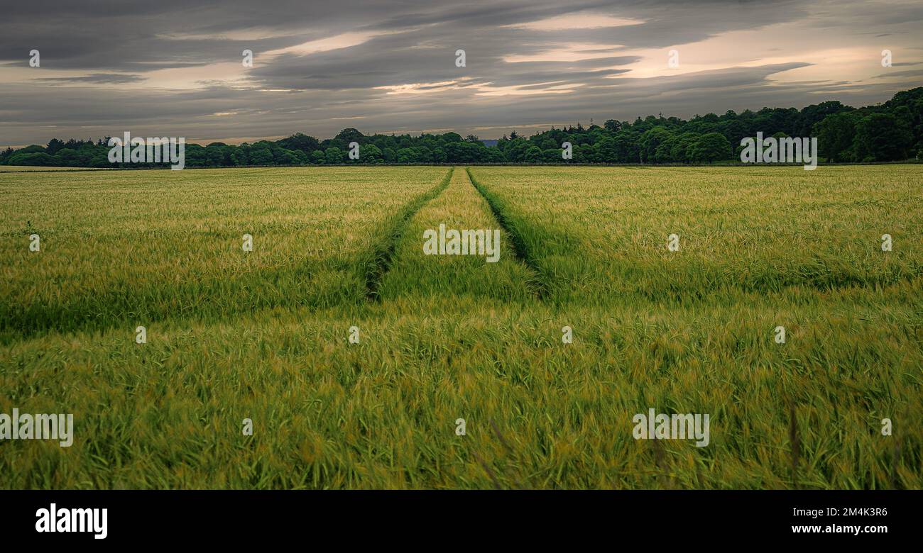 Vibrant wheat field under a grey sky in Bathgate, Scotland with a path ...
