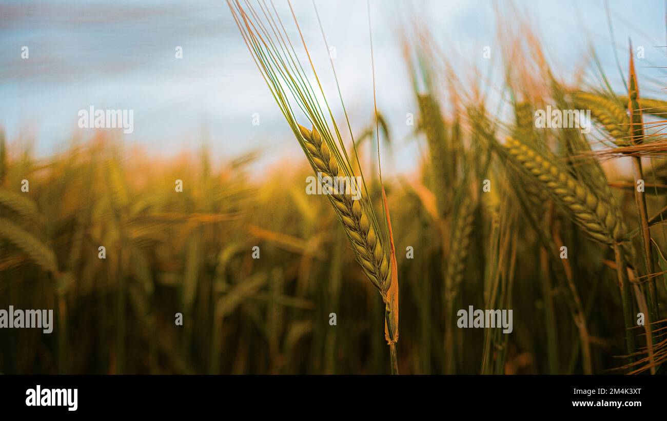 Vibrant wheat field under a grey sky in Bathgate, Scotland with a path ...