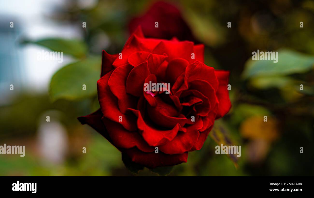 Beauty of plant features hi-res stock photography and images - Alamy