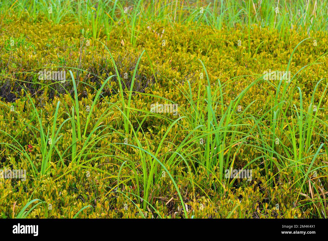 Leatherleaf, marsh grasses in a wetland, Greater Sudbury, Ontario ...