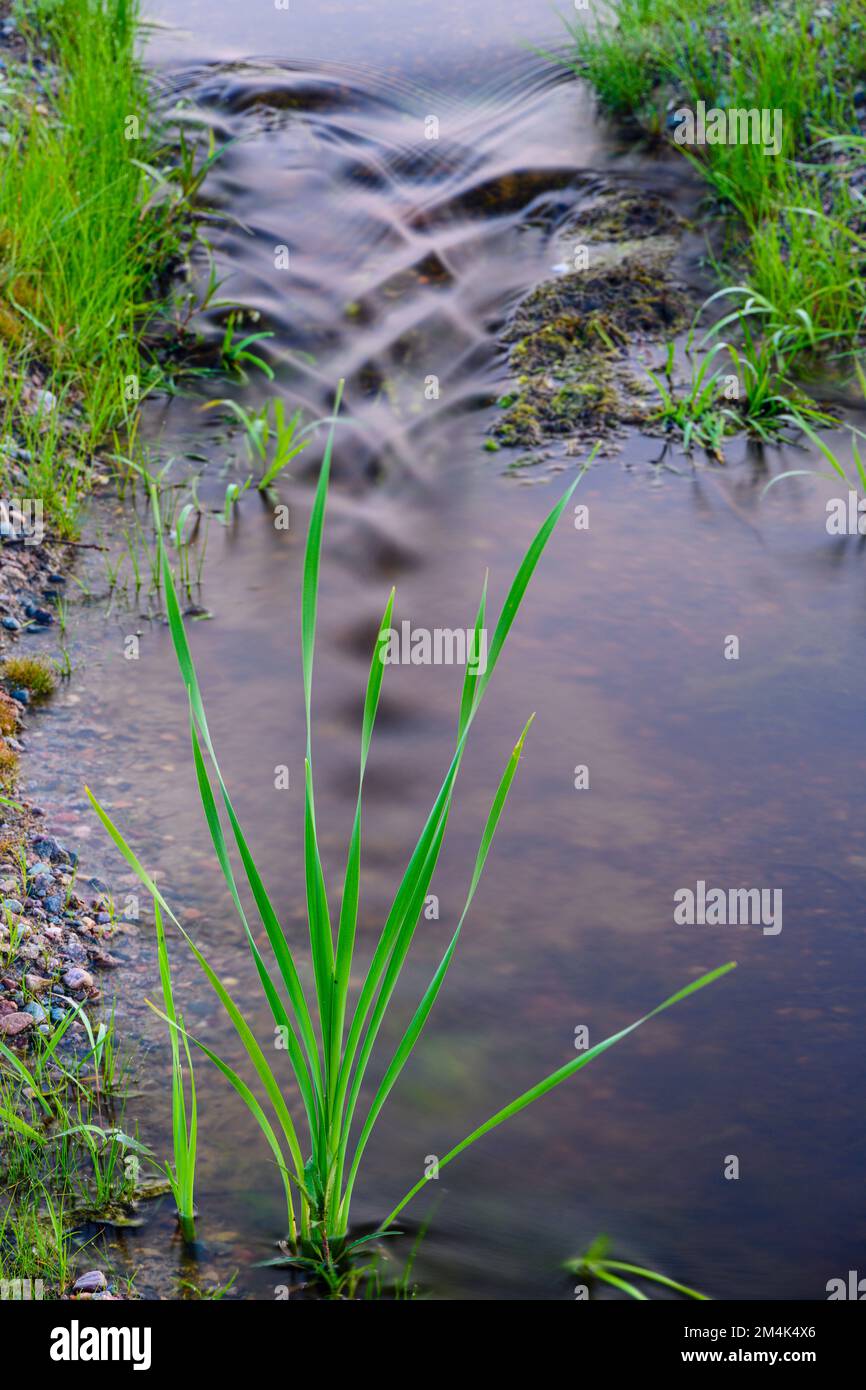 Running water in a recently drained beaver pond, cattail leaves ...