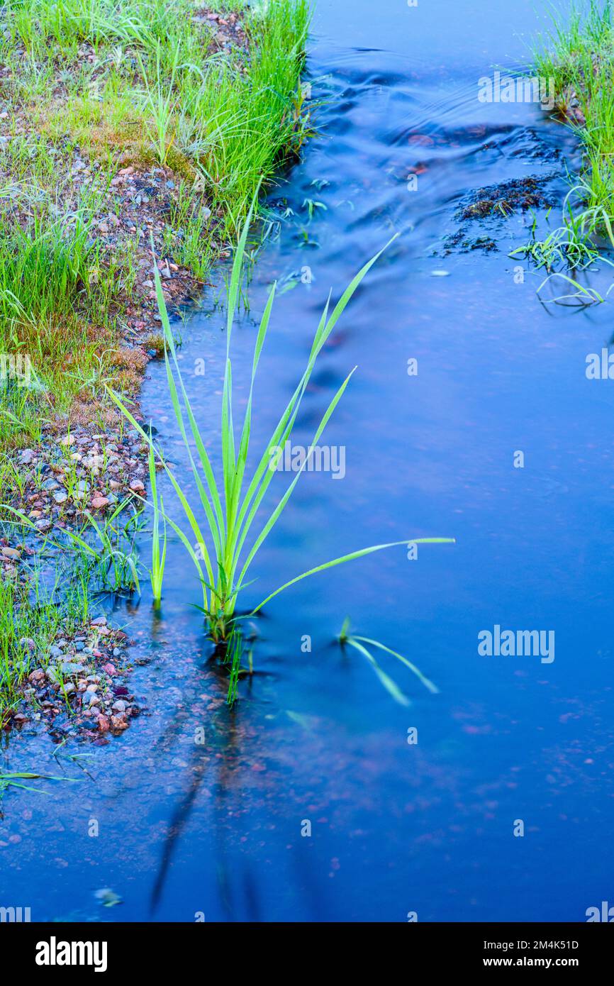Drained beaver pond hi-res stock photography and images - Alamy