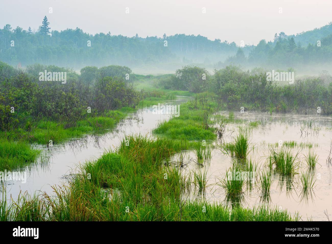 Beaver habitat landscape hi-res stock photography and images - Alamy