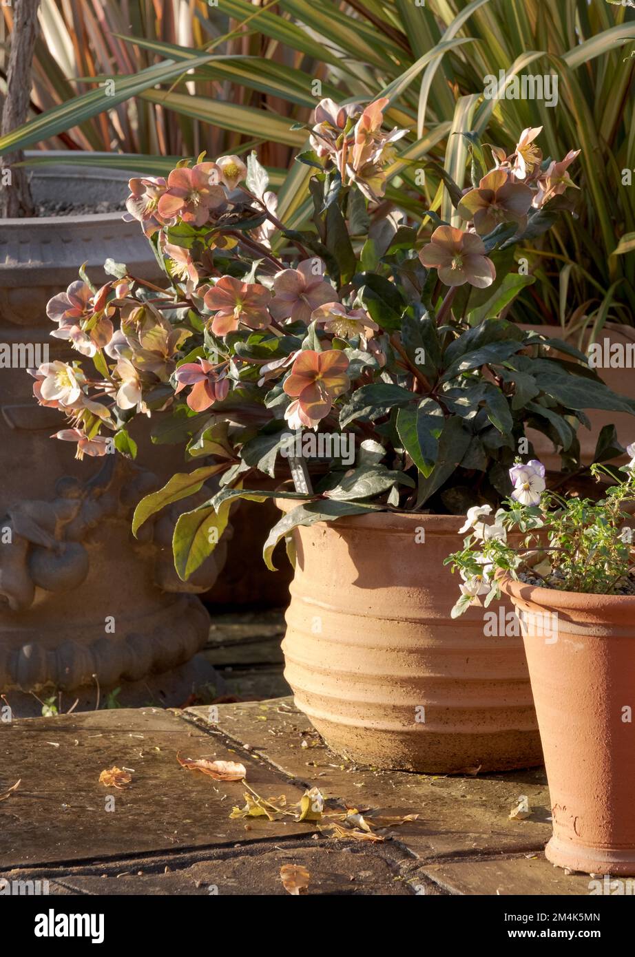Pink hellebore flowers in a terracotta pot, growing at RHS Wisley ...