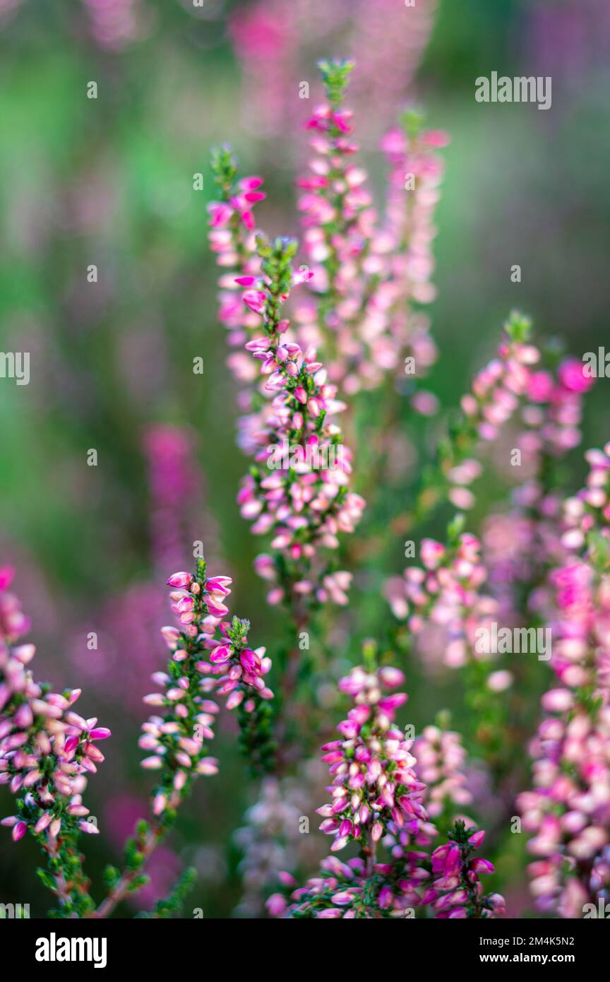 A selective focus shot of common heather in the garden Stock Photo - Alamy