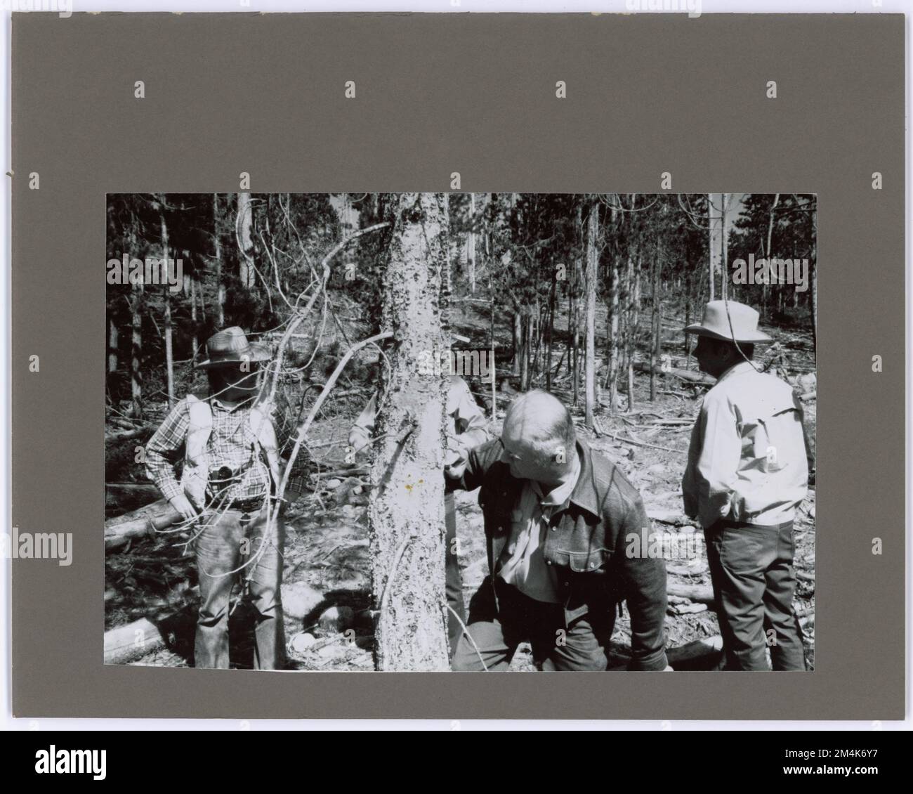 Foresters at Work - Colorado. Photographs Relating to National Forests ...