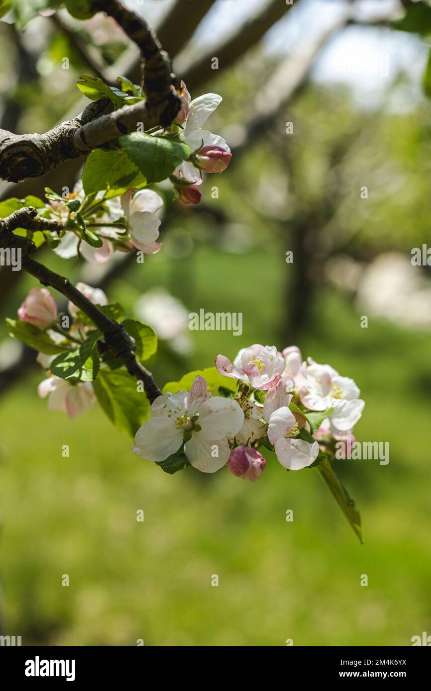 A beautiful closeup view of apple tree branch blossom Stock Photo - Alamy