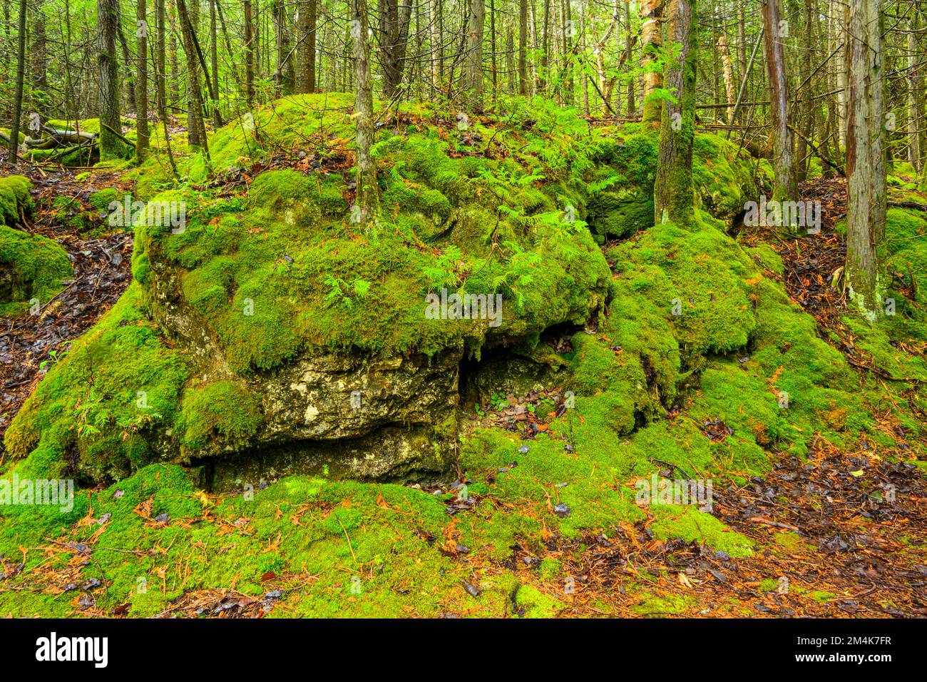 Cedar woodland, moss covered rock outcrops, Bruce Peninsula National ...