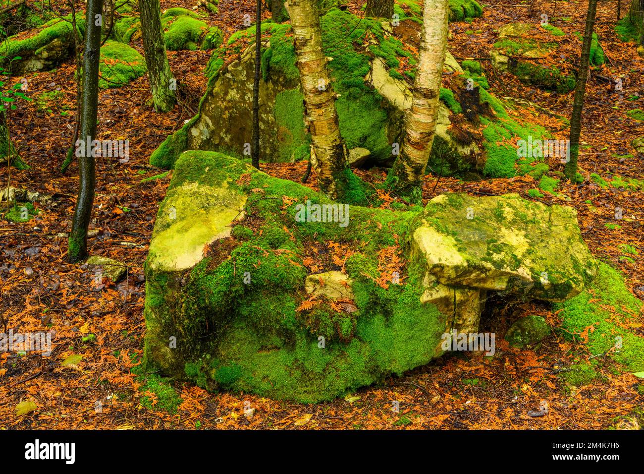 Cedar woodland, moss covered rock outcrops, Bruce Peninsula National ...