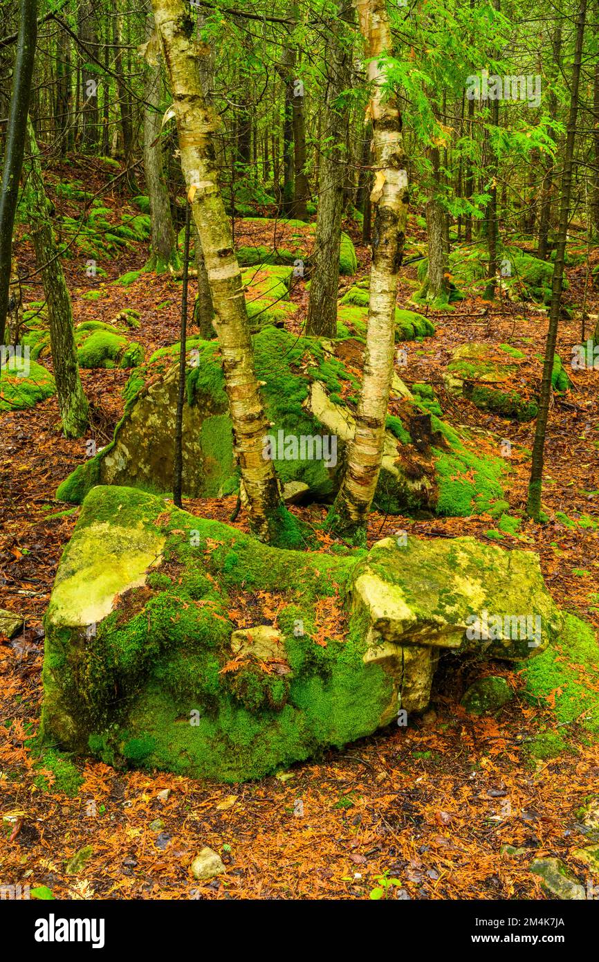 Cedar woodland, moss covered rock outcrops, Bruce Peninsula National ...