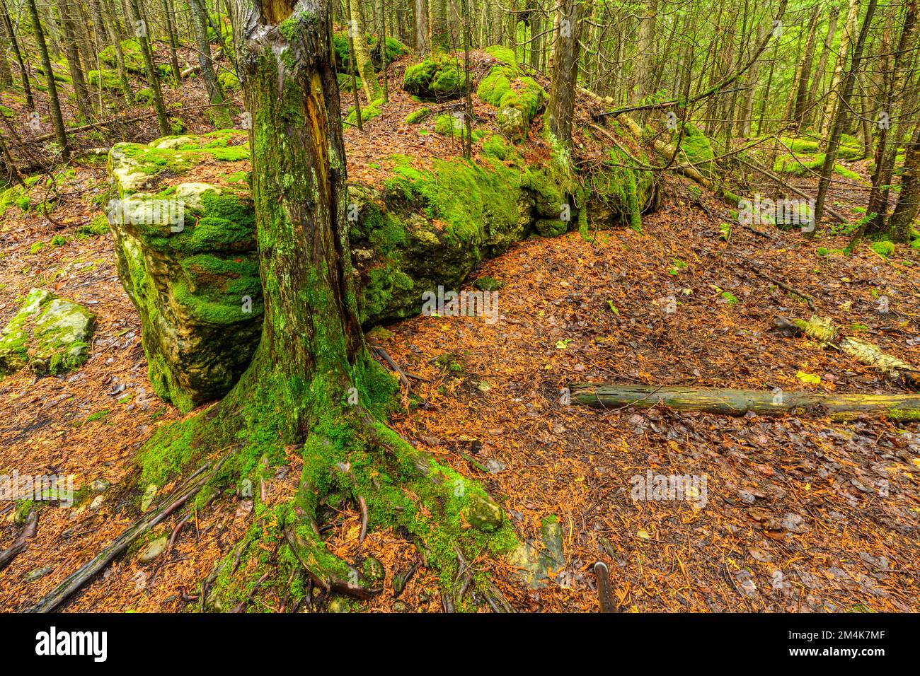 Cedar woodland, moss covered rock outcrops, Bruce Peninsula National ...