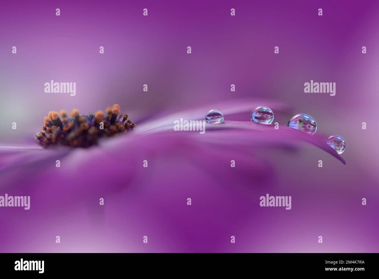 Beautiful Macro Photo.Colorful Flowers.Border Art Design.Magic Light ...