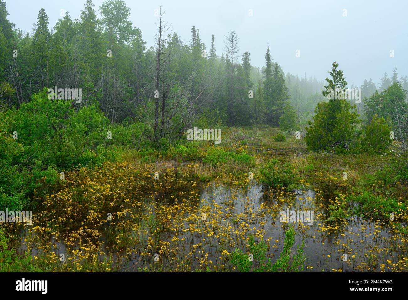 Golden ragwort blooming on a flooded alvar, Bruce Peninsula National ...