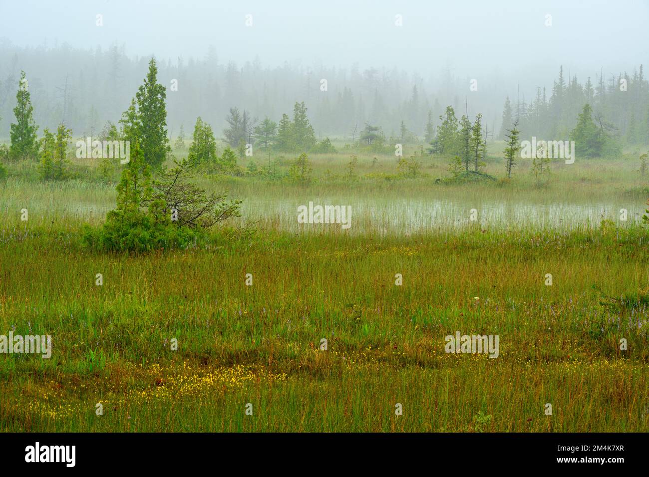 The Fen at Dorcas Bay, wetland plants, Bruce Peninsula National Park ...