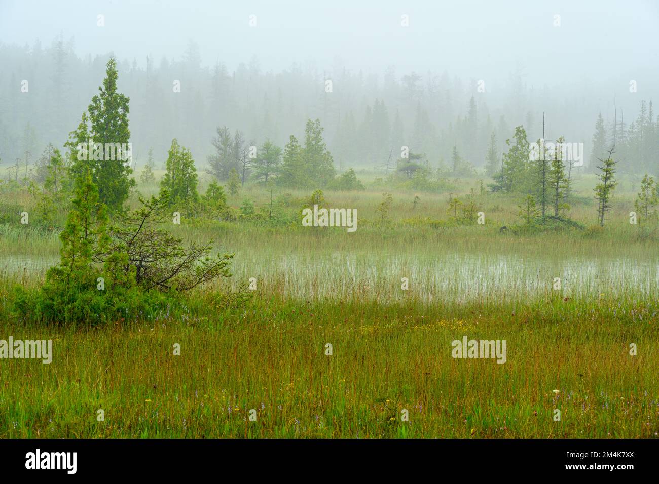 The Fen at Dorcas Bay, wetland plants, Bruce Peninsula National Park ...