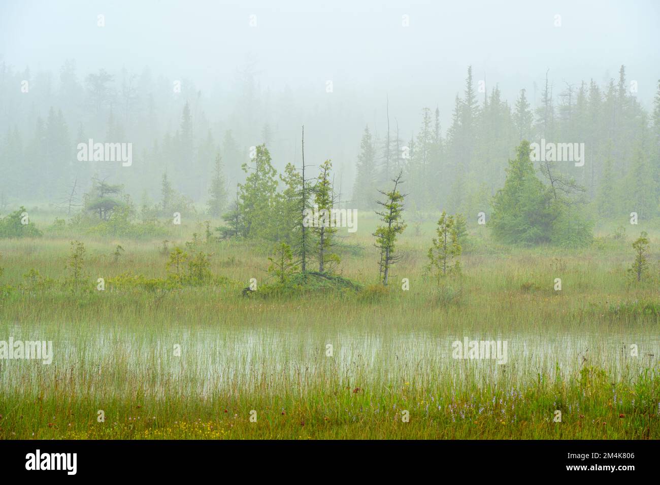 The Fen at Dorcas Bay, wetland plants, Bruce Peninsula National Park ...