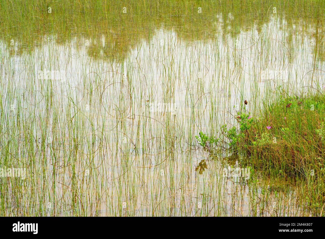 The Fen at Dorcas Bay, wetland plants, Bruce Peninsula National Park ...