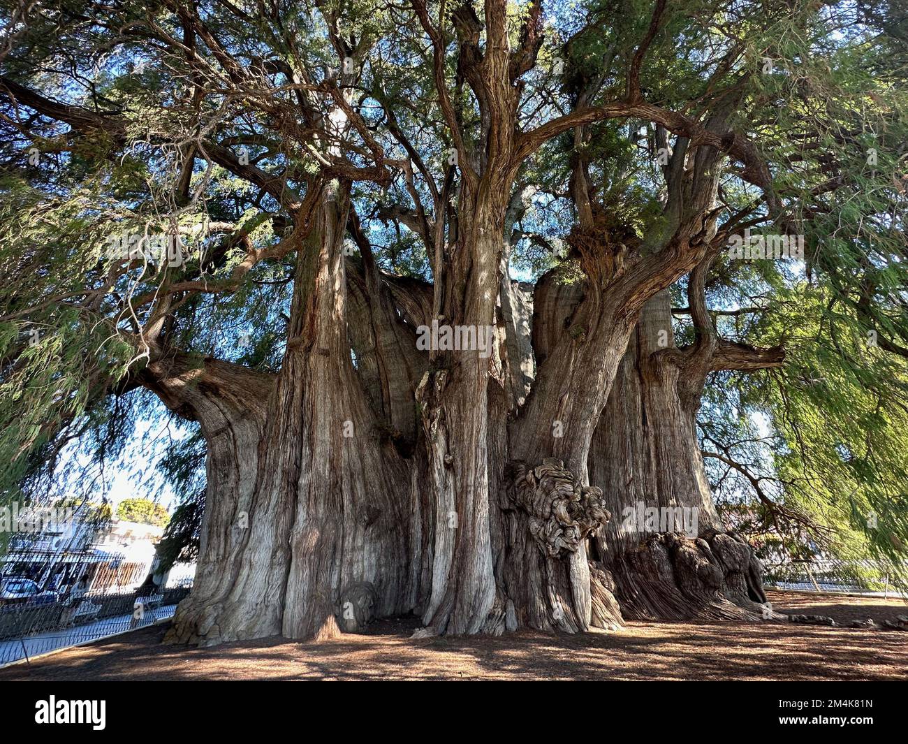 Oaxaca, USA. 7th Dec, 2022. The Tree of Tule or El Ã rbol del Tule east ...