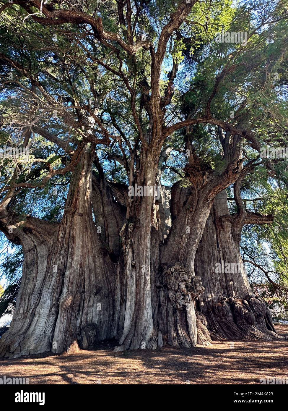 Oaxaca, USA. 7th Dec, 2022. The Tree of Tule or El Ã rbol del Tule east ...