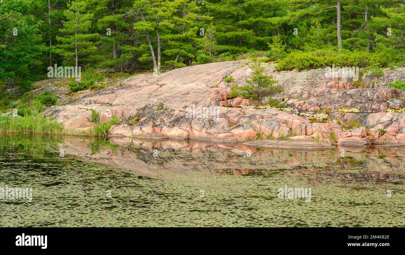 Watershield (Brasenia schreberi) colonies in Lighthouse pond with pink ...