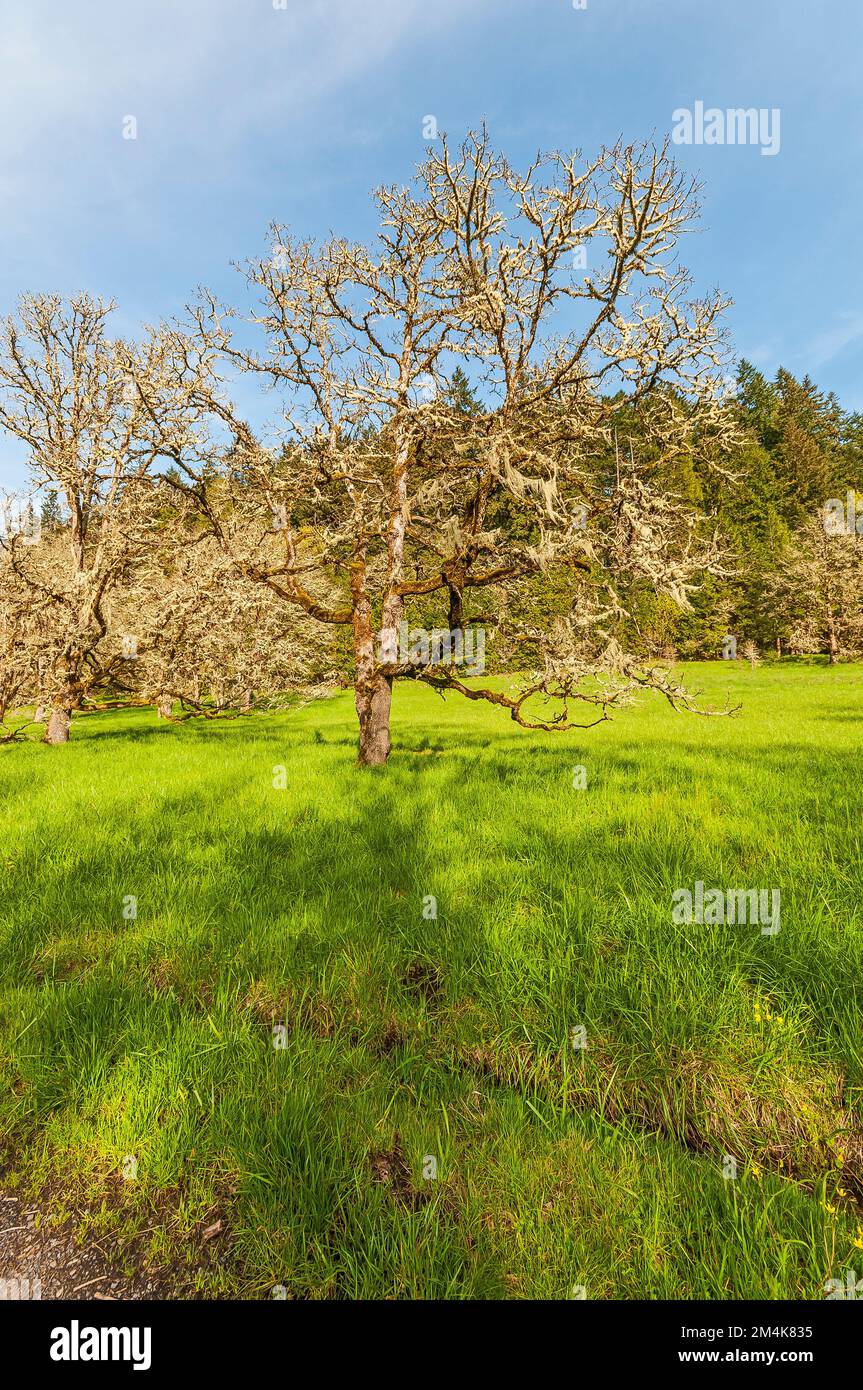 Mt Pisgah Arboretum, Coast Fork Willamette River at park near ...