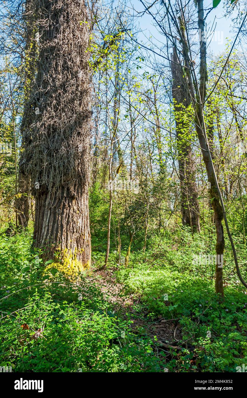 Mt Pisgah Arboretum, Coast Fork Willamette River at park near ...