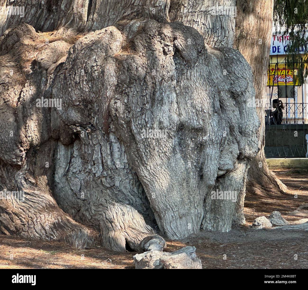 Oaxaca, USA. 7th Dec, 2022. The Tree of Tule or El Ã rbol del Tule east ...